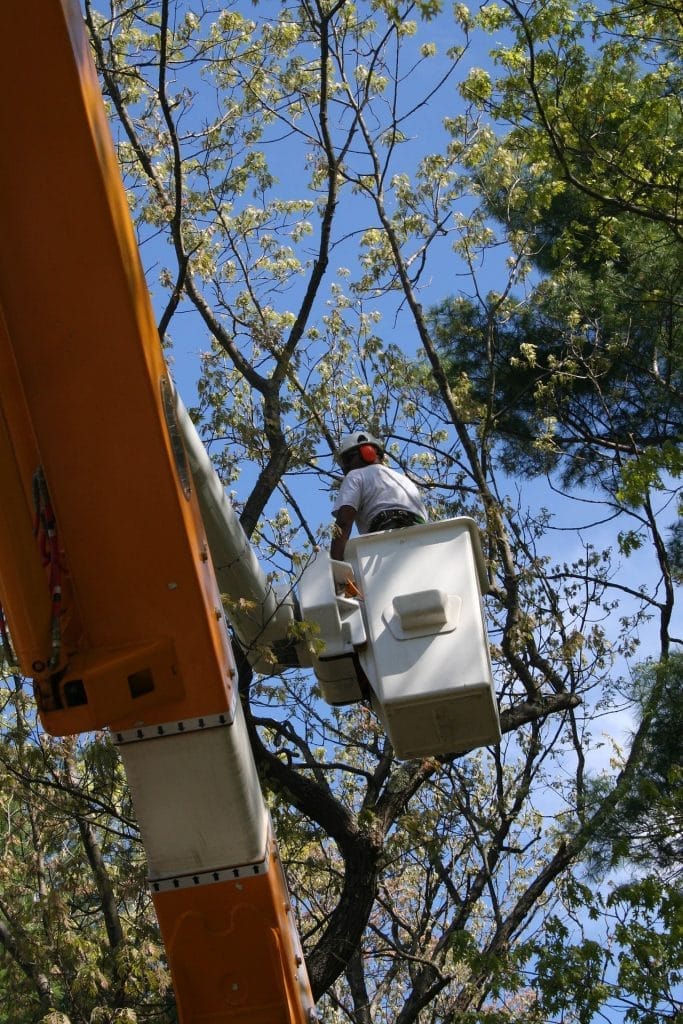 Arboriculteur: un métier enlevant | Émondage SBP
